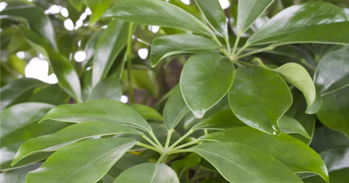 Schefflera arboricola, Strahlenaralie - Ralf und Bernd Fischer GbR