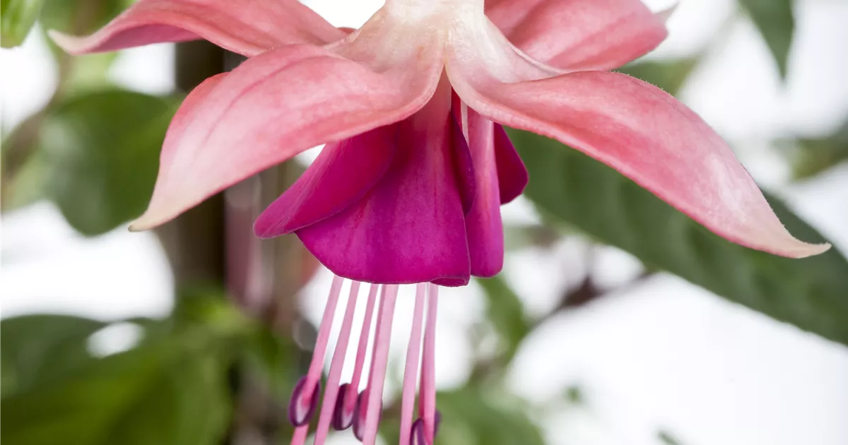 Fuchsia 'Paula Jane', Fuchsie 'Paula Jane' - Ralf und Bernd Fischer GbR
